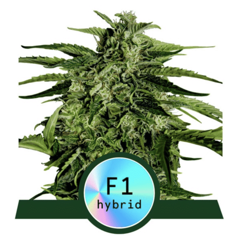 Apollo F1 Auto – Minnesota Cannabis Seed Delivery | Natural Harvest