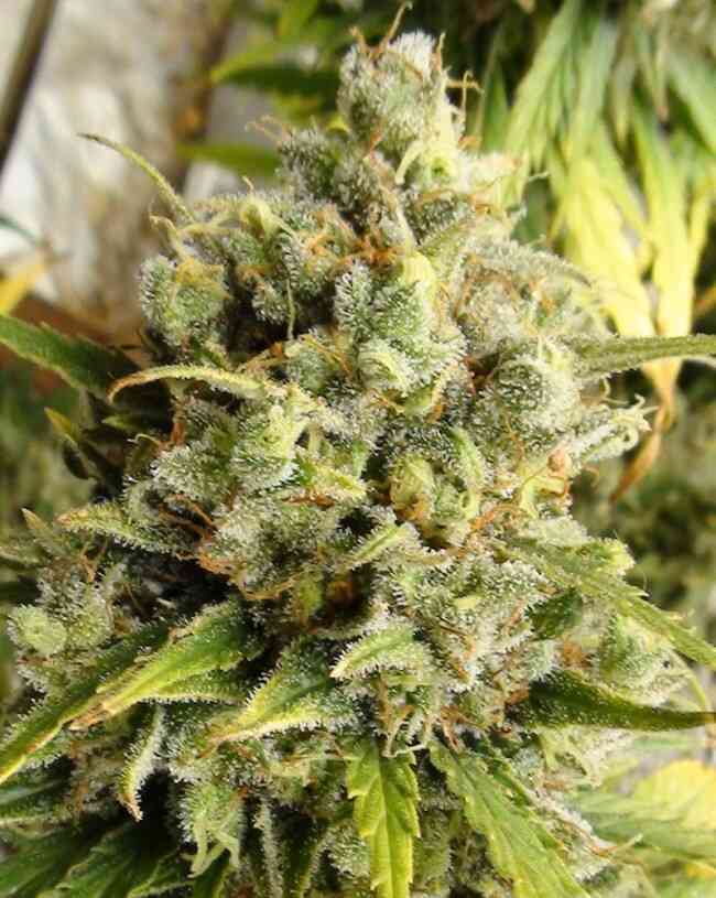 C5 Haze x Kali China (F) [LIMITED] - Minnesota Cannabis Seed Delivery ...
