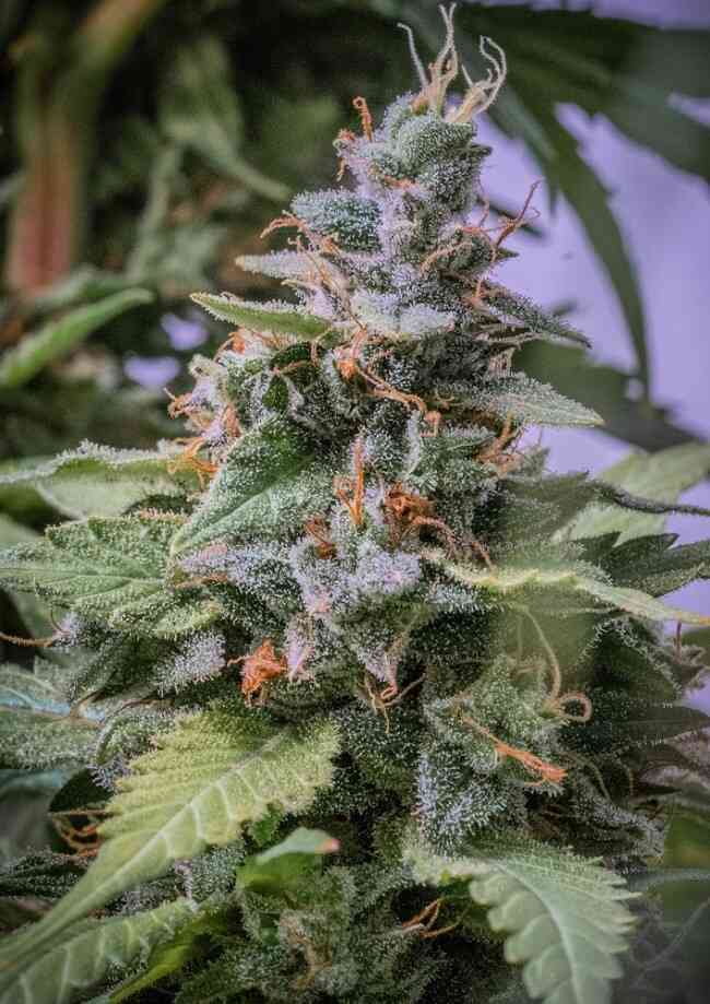 C5 Haze x Kali China (F) [LIMITED] - Minnesota Cannabis Seed Delivery ...