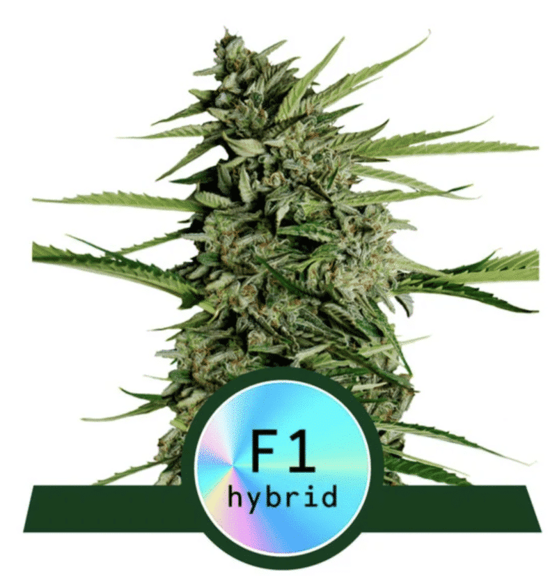 Orion F1 Auto – Minnesota Cannabis Seed Delivery | Natural Harvest