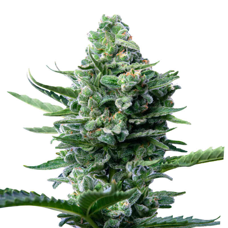 Royal Jack Auto – Minnesota Cannabis Seed Delivery | Natural Harvest