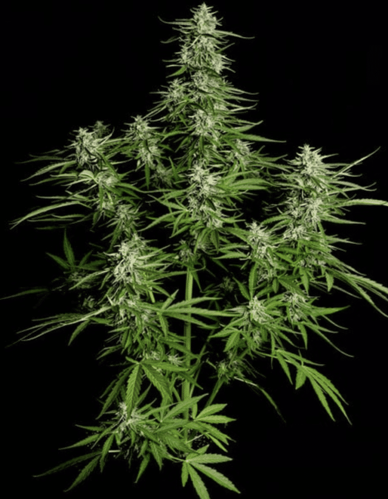 Titan F1 Auto - Minnesota Cannabis Seed Delivery | Natural Harvest