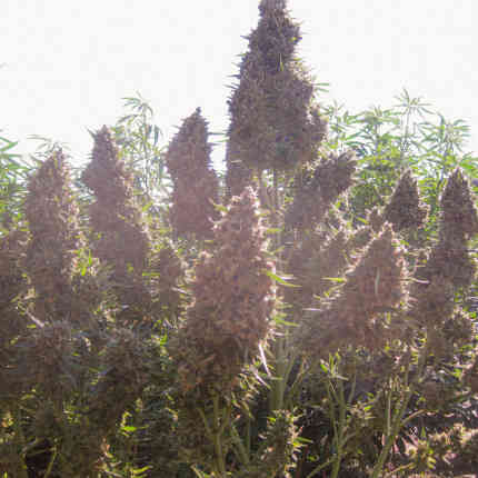 Ultimate Auto - Minnesota Cannabis Seed Delivery | Natural Harvest