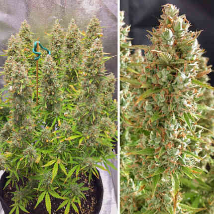 Ultimate Auto - Minnesota Cannabis Seed Delivery | Natural Harvest