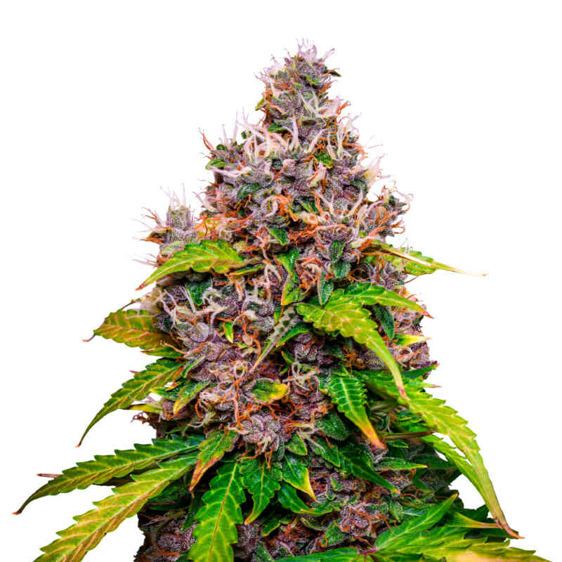 Watermelon (F) – Minnesota Cannabis Seed Delivery | Natural Harvest